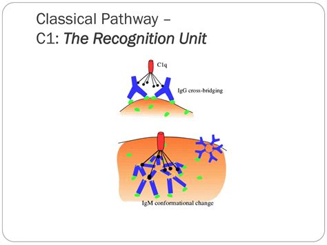 Ppt Unit 1 Nature Of The Immune System Part 9 Complement Powerpoint