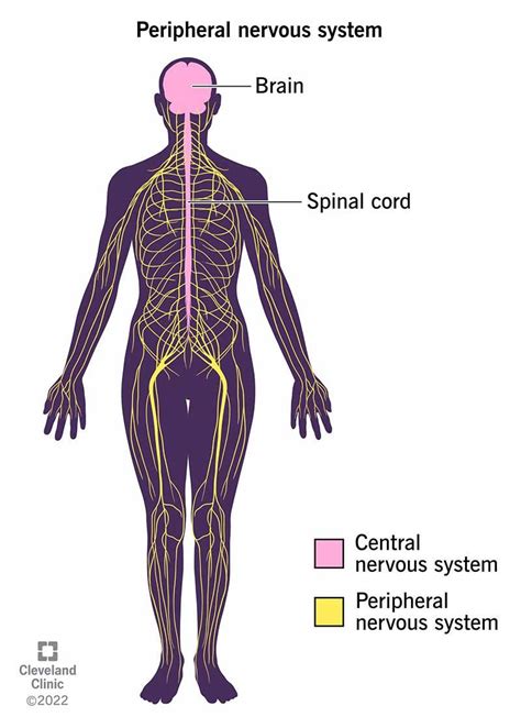 Peripheral Nervous System Pns What It Is And Function Peripheral