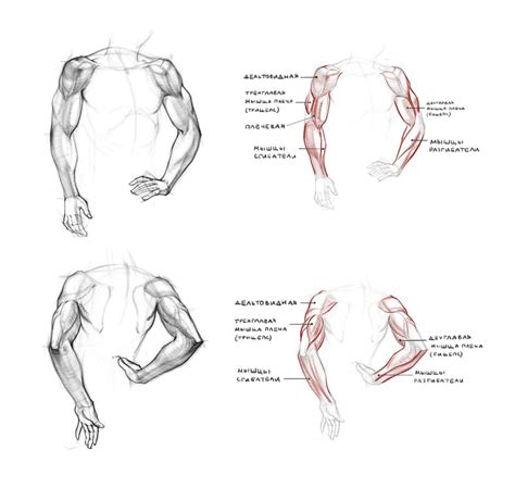 Как научится рисовать человека Пропорции тела анатомия