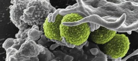 Roslin Institute On Linkedin Mutation Drives Bacterial Adaptation To Immune Response