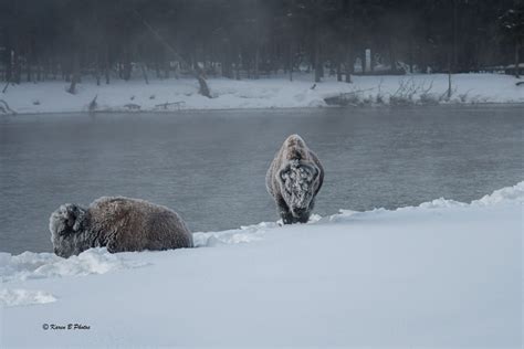 Frozen Bison
