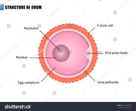 Ovum Structure Egg Cell Vector Esp10 Stock Vector Royalty Free