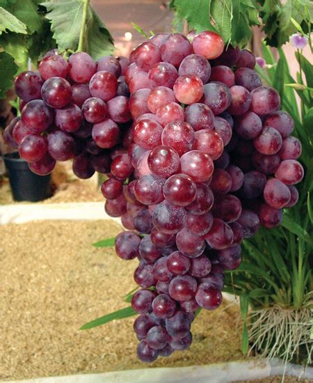 대경포도접목묘영농조합법인