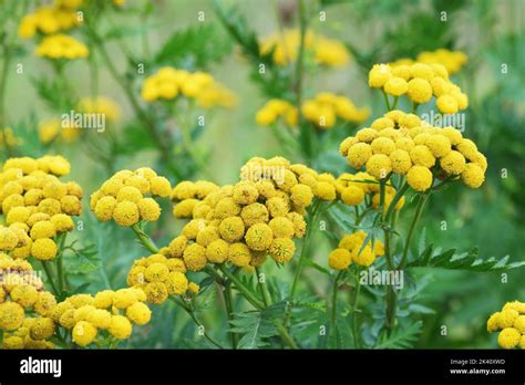 Yellow Common Tansy Flowers In The Green Summer Meadow Tanacetum