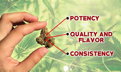 Understanding How Sinsemilla Works Mj Seeds Canada