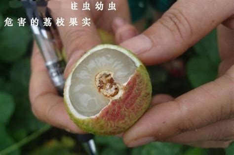 荔枝蒂蛀虫防治技术果实