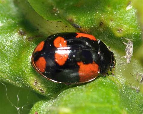 Adalia Bipunctata Two Spot Ladybird An Aphid Predator For Biocontrol