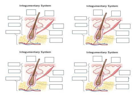 Integumentary System Activity Pdf