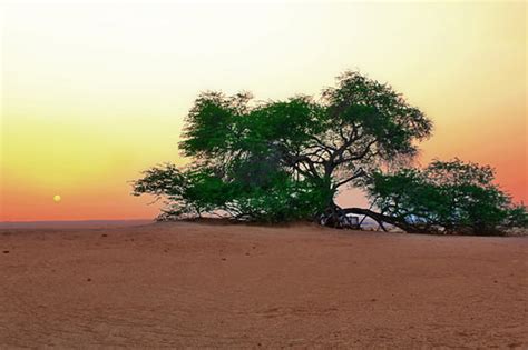 The Mysterious Tree Of Life In Bahrain World Top Top