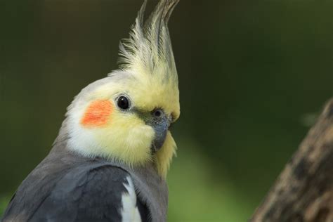 Wild Cockatiel In Nature Cockatiel Australian Parrots Unusual Names