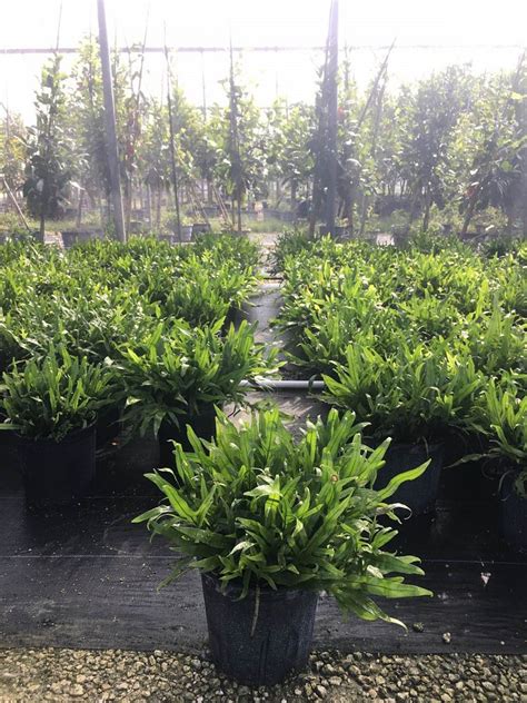 Microsorum Scolopendrium Wart Fern Monarch Fern Plantvine