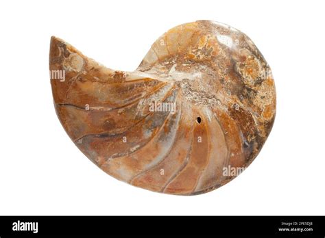 Prehistoric Fossil Section Of An Ammonite Stock Photo Alamy