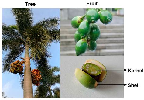 Research Progress On Processing Technology Of Refined Betel Nut In