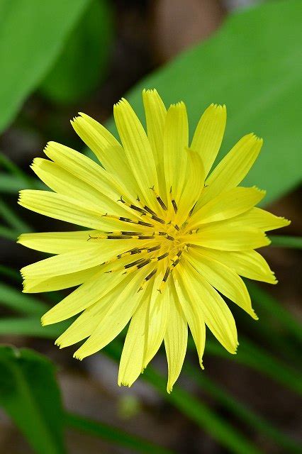 オオジシバリキク科素人植物図鑑