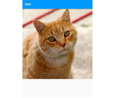Lock An Image On The Screen With Flutter