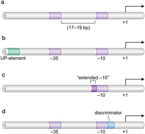 Cmb2001 Lecture 1 Eukaryotic Promoters And Rna Polymerases And The Assembly Of The Pre