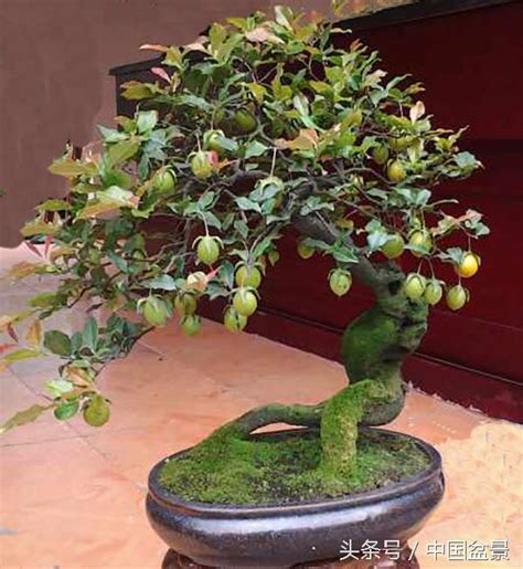 金彈子壽命長能傳世 每日頭條