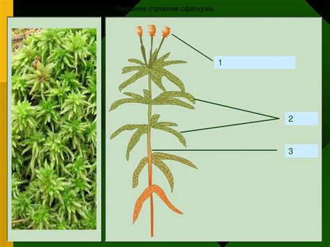 Жизненный цикл мхов на примере кукушкина льна и сфагнума презентация онлайн