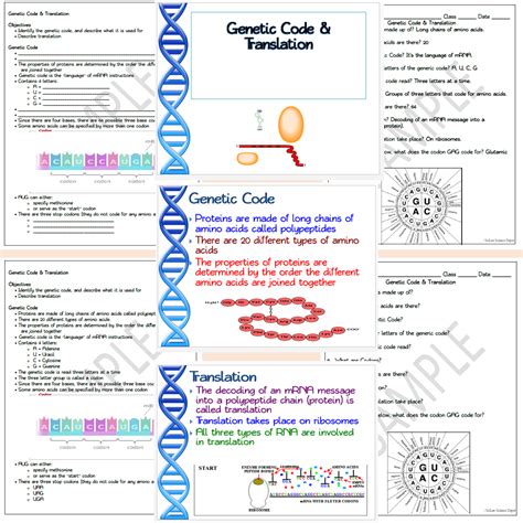 Genetics Genetic Code And Translation Powerpoint And Worksheet Made By