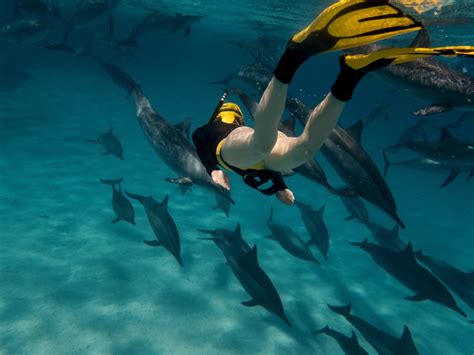 Dolphin Echolocation Can Humans Learn This Superpower