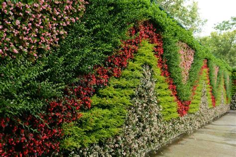 Muro Verde Com Tipos De Plantas Flores Verdes Cor De Rosa Imagem De Stock Imagem De Parede