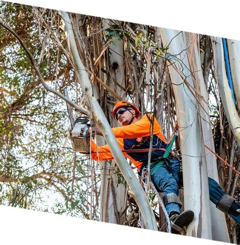 Tree Pruning Explained Optimal Timing Techniques Arbor Vision Inc