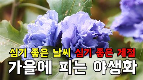 아름다운 가을 야생화 추천 심기 좋은 시기 매년 계속 피는 꽃들 Youtube