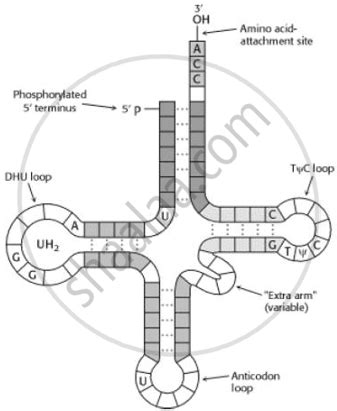 Draw A Well Labelled Diagram Of Trna