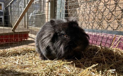 Freggel Dierencentrum Achterhoek