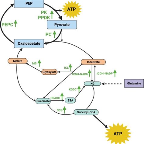 Schematic Representation Of The Metabolic Adaptation Performed By P Download Scientific