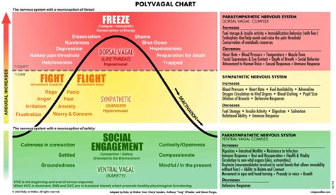 How To Map Your Own Nervous Sytem The Polyvagal Theory The Movement