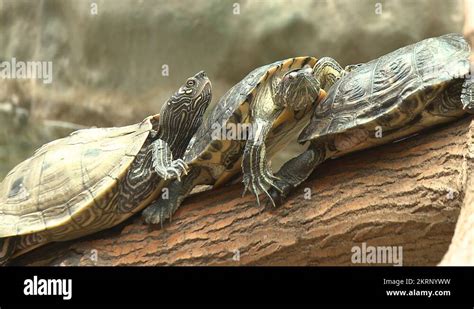 Red Eared Slider Turtle Shell Stock Videos Footage HD And 4K Video Clips Alamy
