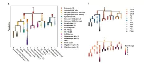 单细胞轨迹分析之应用篇 知乎