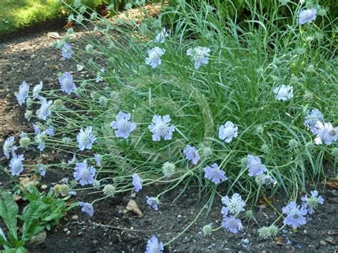 Scabiosa Graminifolia Pincushion Flower Information And Photos