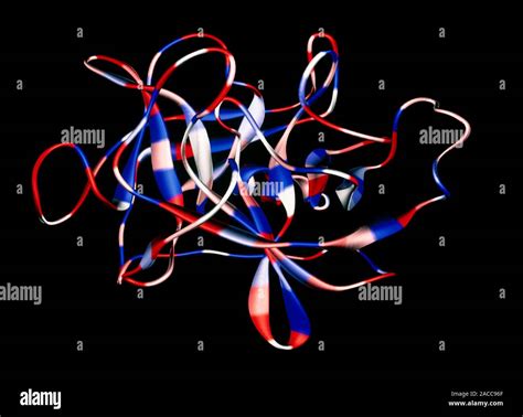Elastase Molecule Computer Model Of Elastase An Enzyme Produced In