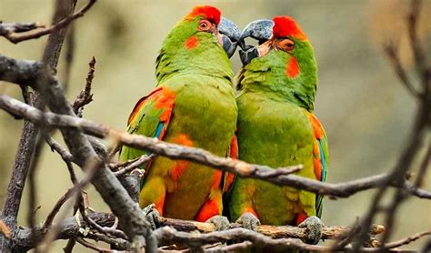 Red Fronted Macaw Facts Distribution And Population Biodb