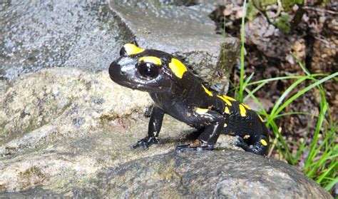 Salamanders Spotted In Israels North Mark Coming Of Winter The