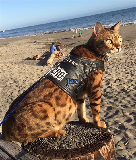 Pyewacket The Bengal