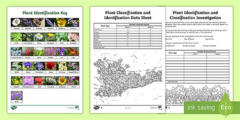 Plant Classification Investigation Classifying Plants