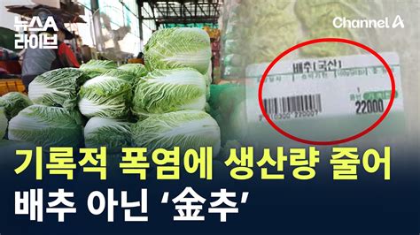 기록적 폭염에 생산량 줄어…배추 아닌 ‘金추 채널a 뉴스a 라이브 Youtube