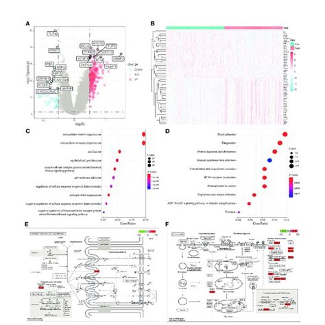 Deg Analysis And Functional Enrichment Analysis Based On The
