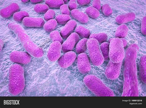 Bacterium Acinetobacter Baumannii Multidrug Resistant Nosocomial