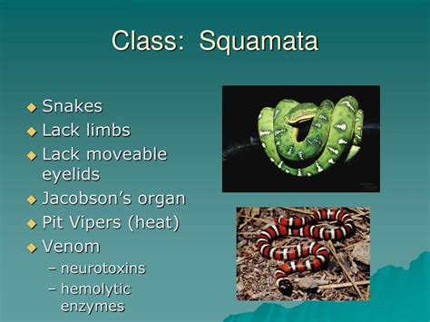 Ppt Vertebrates Powerpoint Presentation Free Download Id 5388096