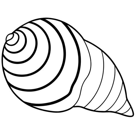 Premium Vector Striped Pattern Shell Macro