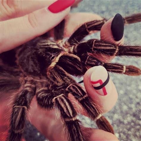 Хозяин и паук Самый распространенный вопрос может ли паук узнавать и признавать своего