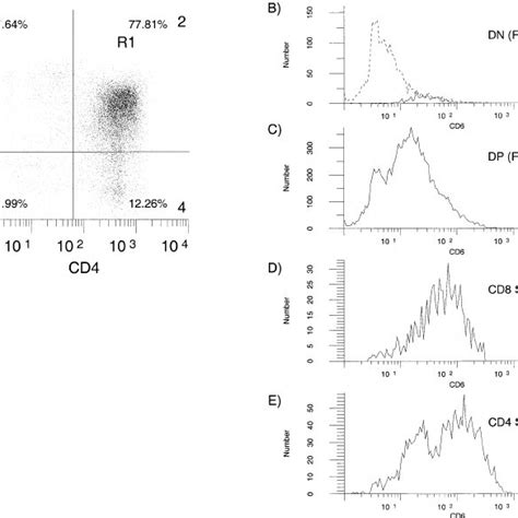 Human CD6 Expression Is Developmentally Regulated CD4 CD8 And CD6