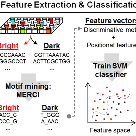 Decoration Of A Dna Nanotube With Fluorescent Agn Dna At ~1 µm