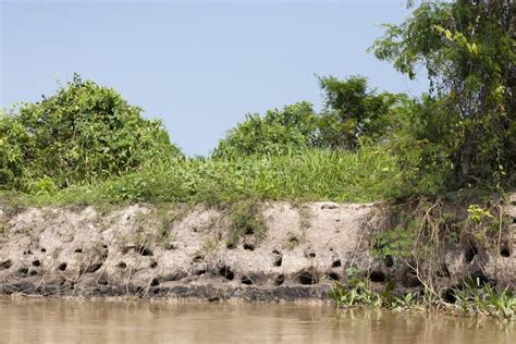 Catfish Nesting Sties Along Riverbank Stock Image Image Of River