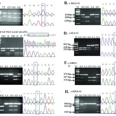 Polymerase Chain Reaction Restriction Fragment Length Polymorphism