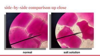 NYS Regents Living Environment Diffusion Through A Membrane Lab Guide